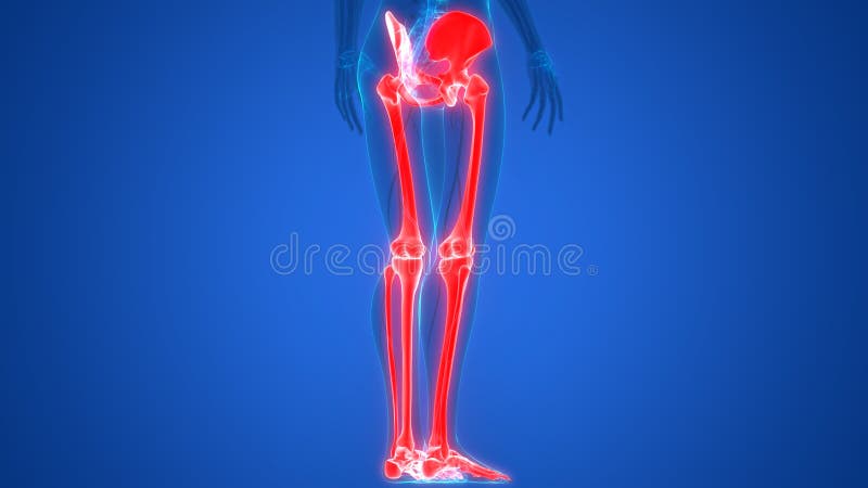 Human Body Skeleton System Lower Limbs Bone Joints Anatomy Stock ...