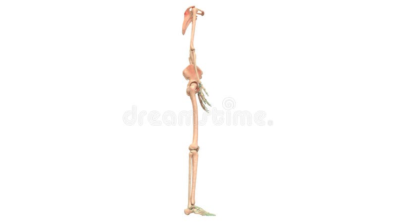 Human Body Skeleton System Lower Limbs Bone Joints Anatomy Stock ...