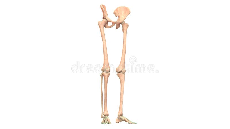 Human Body Skeleton System Lower Limbs Bone Joints Anatomy Stock ...