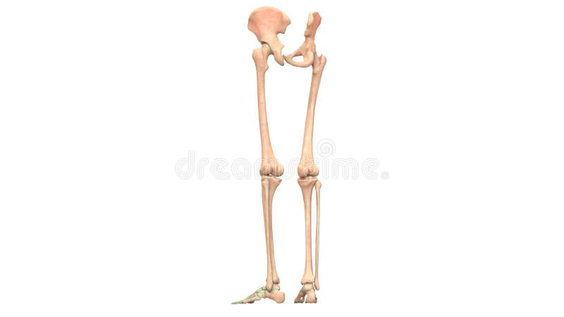 Human Body Skeleton System Lower Limbs Bone Joints Anatomy Stock ...