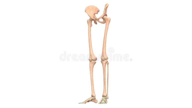 Human Body Skeleton System Lower Limbs Bone Joints Anatomy Stock ...