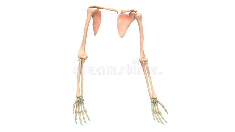 Human Body Skeleton System Upper Limbs Bone Joints Anatomy Stock ...