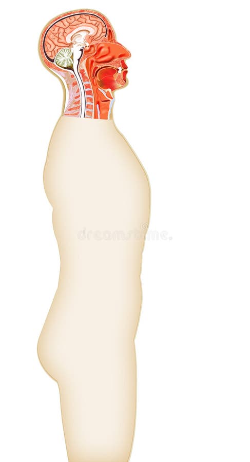 Human body structure stock illustration. Illustration of creative ...