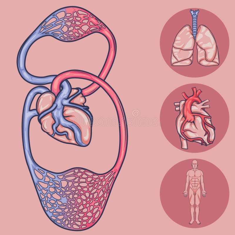 Human Body System. Vector Illustration Decorative Background Design ...
