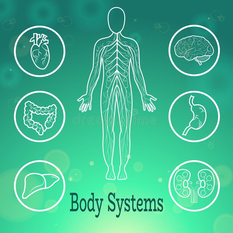 Human body systems stock vector. Illustration of network - 78421381