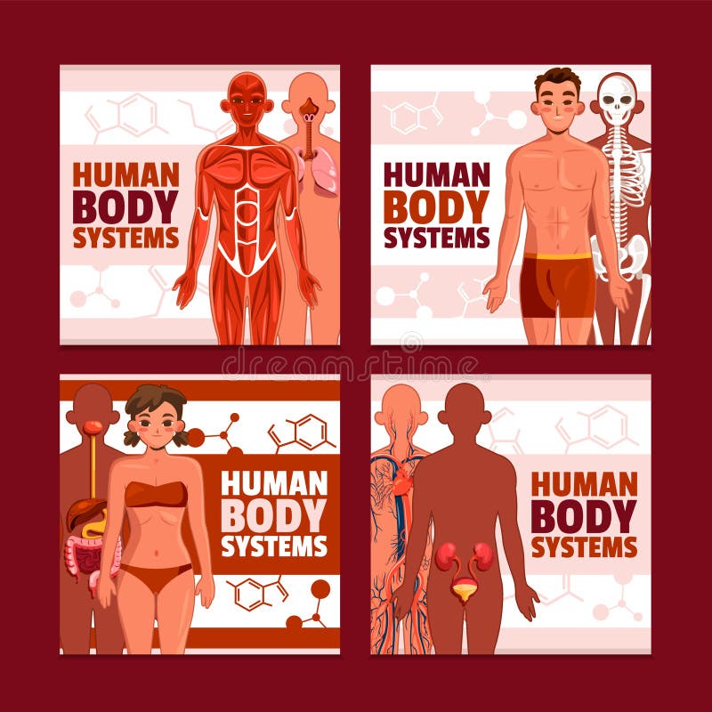 Human Body Systems Flat Square Card Set Stock Vector - Illustration of anatomy, health: 385337566