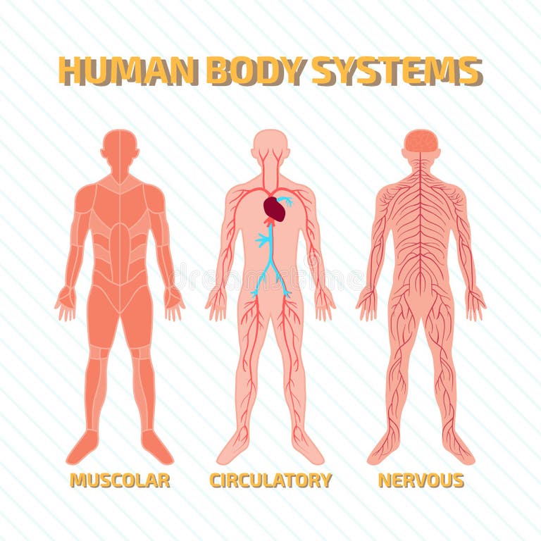 Human Body Systems Stock Illustrations – 3,020 Human Body Systems Stock ...