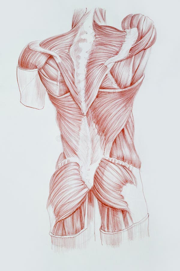 Anatomy Muscles.Drawing Studio Works Stock Illustration - Illustration ...