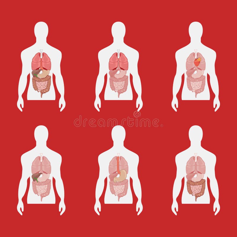 Human Body. Vector Illustration Decorative Design Stock Vector ...