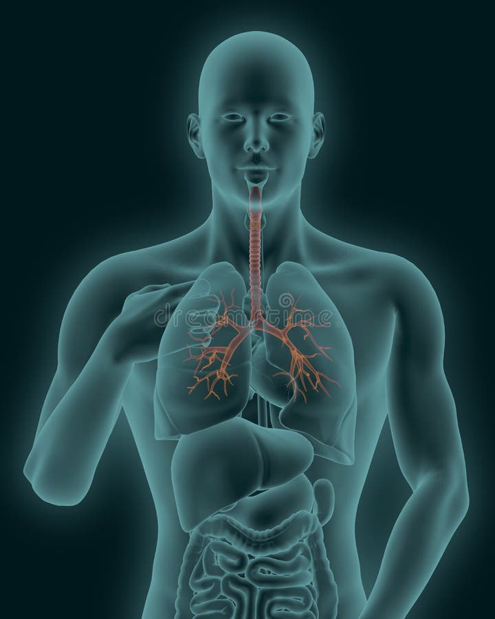 Human Body with Visible Trachea and Bronchi 3d Render Stock ...
