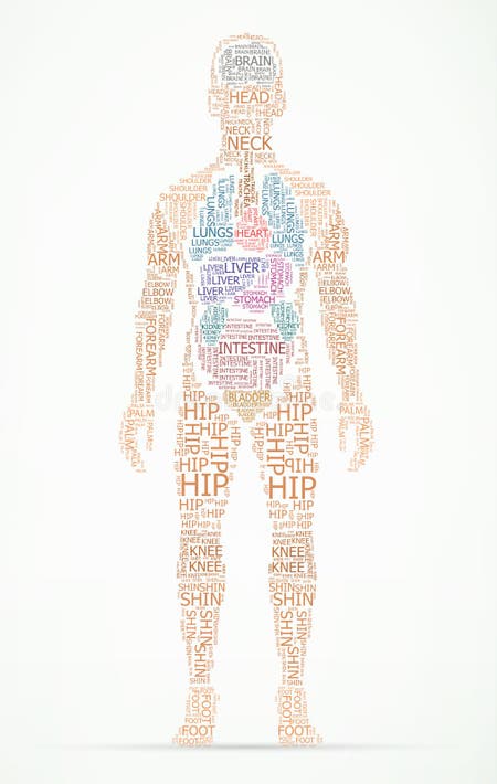 Human body wordcloud stock vector. Illustration of biology - 31565094