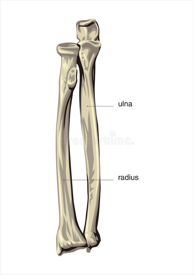Unlabeled Radius And Ulna