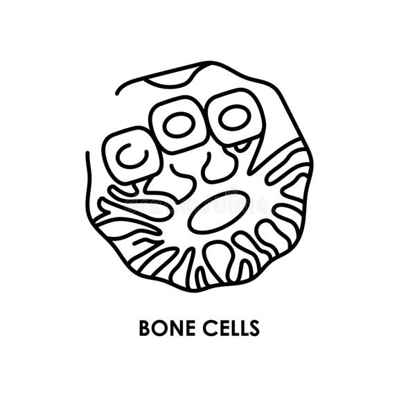Human Bone Cell Color Line Icon. Microorganisms Microbes, Bacteria ...