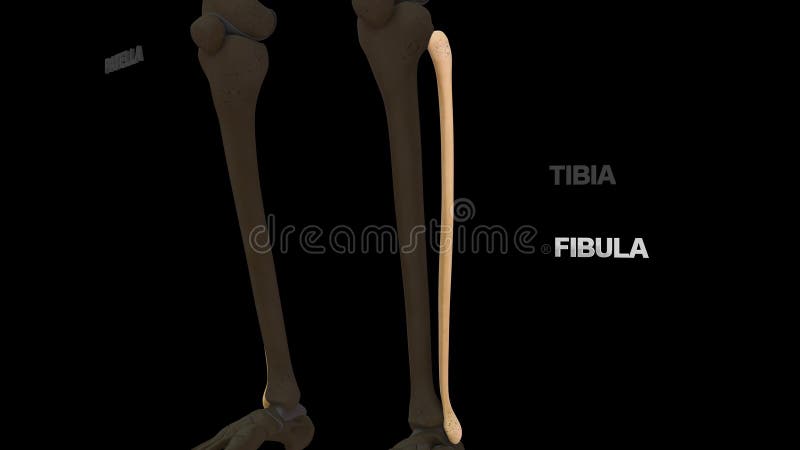 Human Bone Fibula or Calf Bone Stock Illustration - Illustration of ...