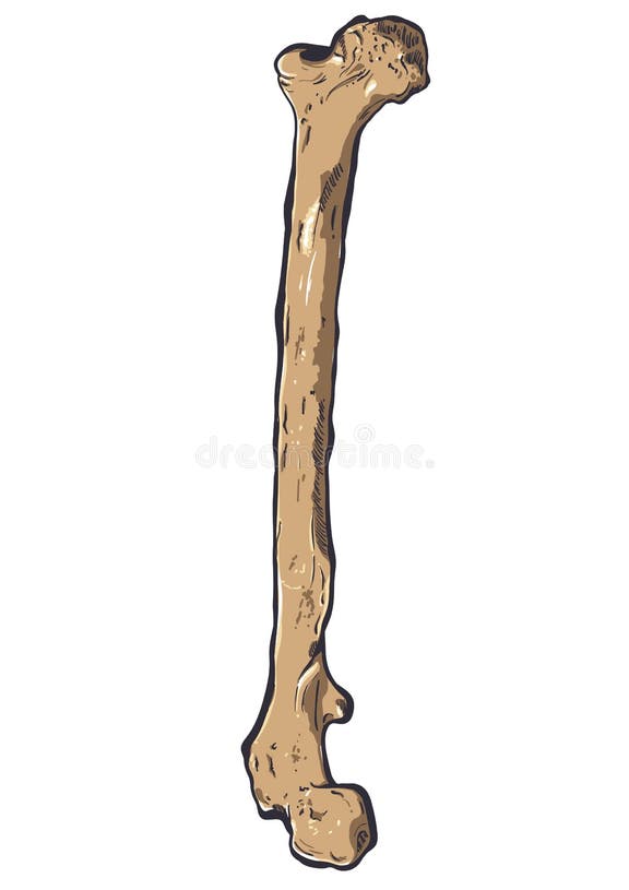 Human Bone - Hand Drawn Vector Illustration, Isolated on White Stock ...