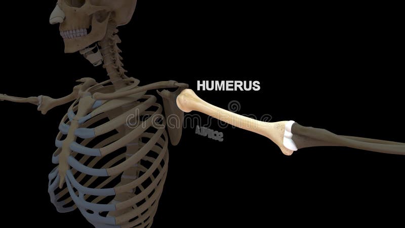 Human Bone Humerus of Upper Limb Stock Illustration - Illustration of ...