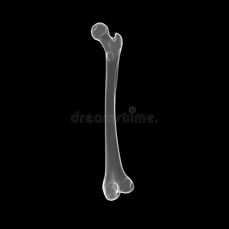 Tibia - skeleton stock illustration. Illustration of human - 15990968