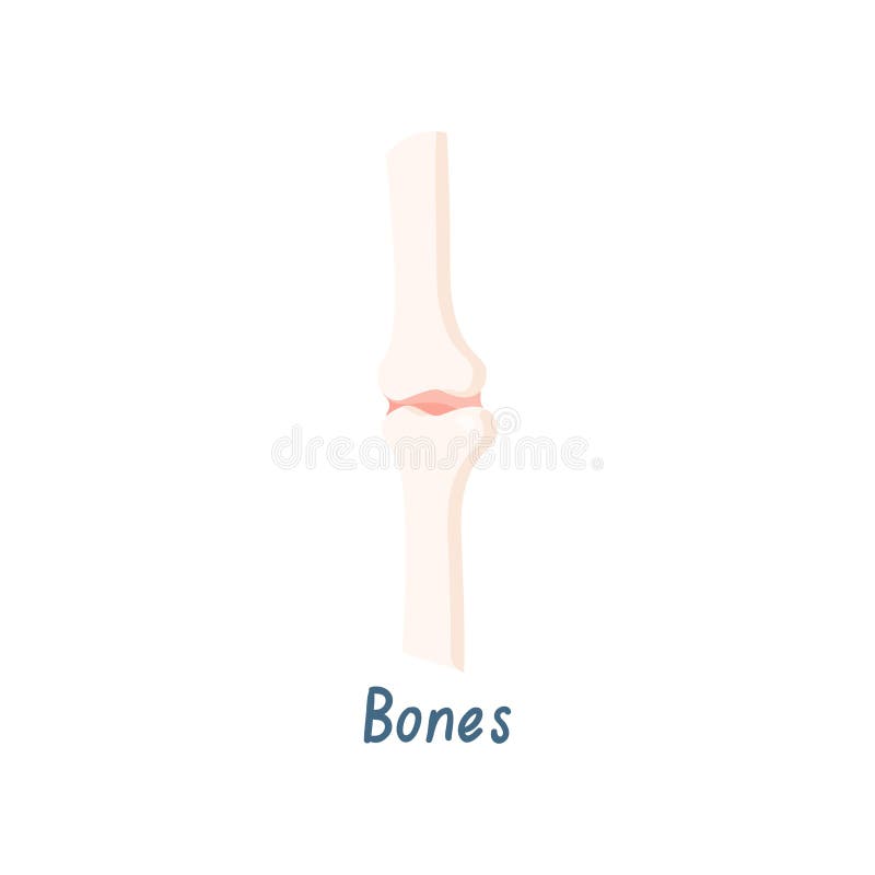Human Bone, Knee Joint Vector Illustration on White Background Stock ...