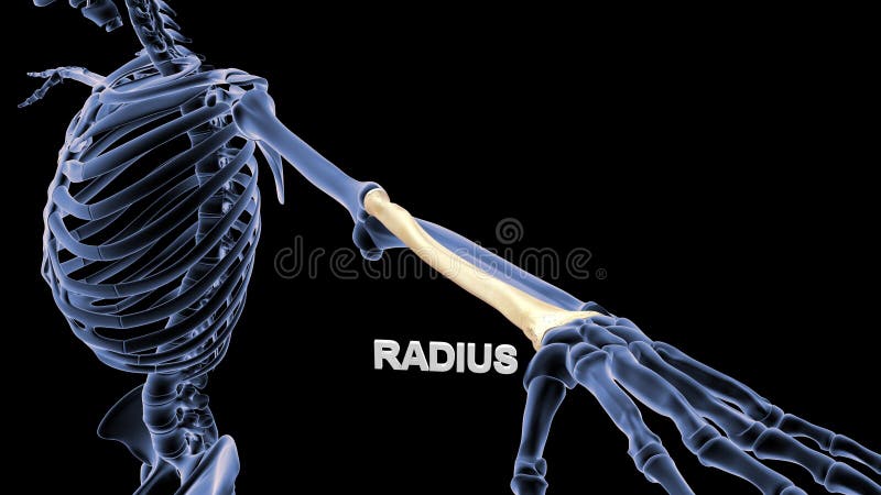 Human Bone Radius of Upper Limb Stock Illustration - Illustration of ...