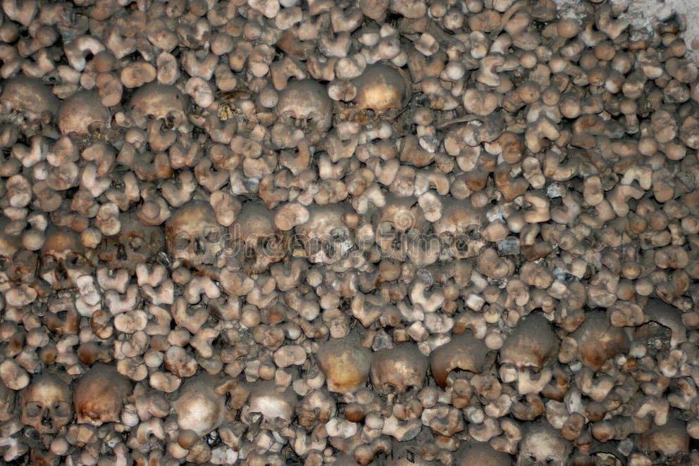 Human bones editorial stock image. Image of holy, skeleton - 779129