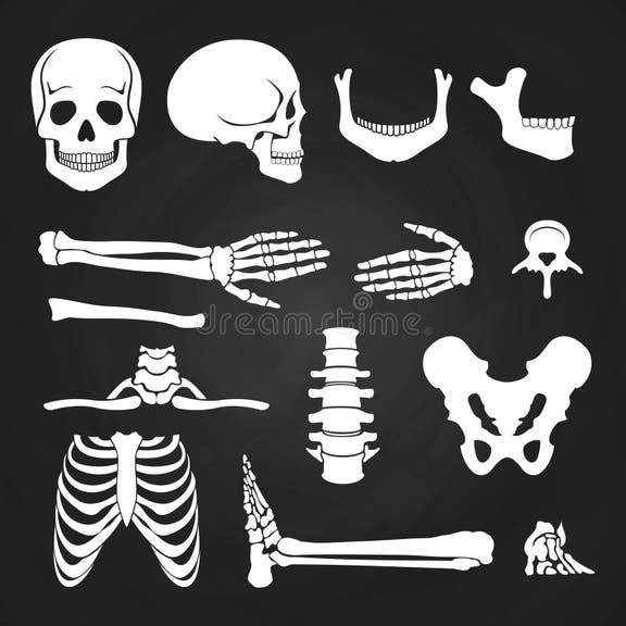 Human Bones Collection on Chalkboard Stock Vector - Illustration of ...