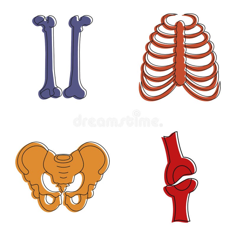 Human Bones Icon Set, Color Outline Style Stock Illustration ... Human Bones Icon Set, Color Outline Style Stock Illustration ...