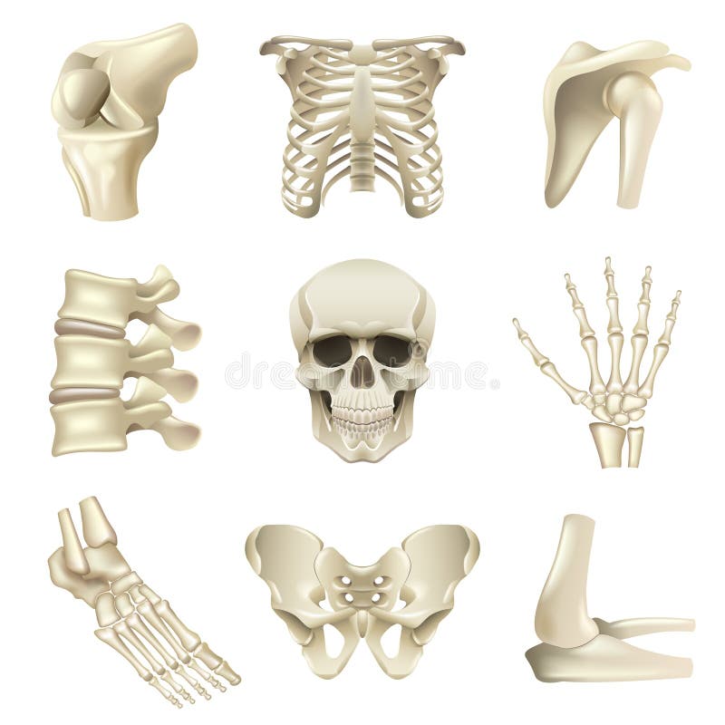 Human Bones Icons Vector Set Stock Vector - Illustration of posture ...