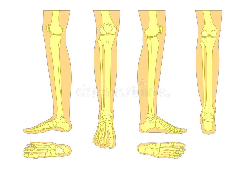 Human Bones of the Leg and Foot from All Sides Stock Vector ...