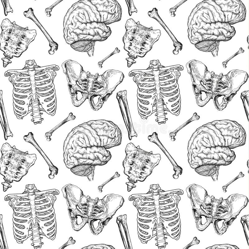 Human bones pattern stock vector. Illustration of pelvis - 103259559