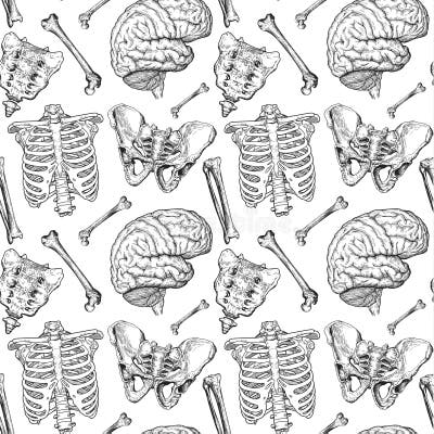 Human bones pattern stock vector. Illustration of pelvis - 103259559