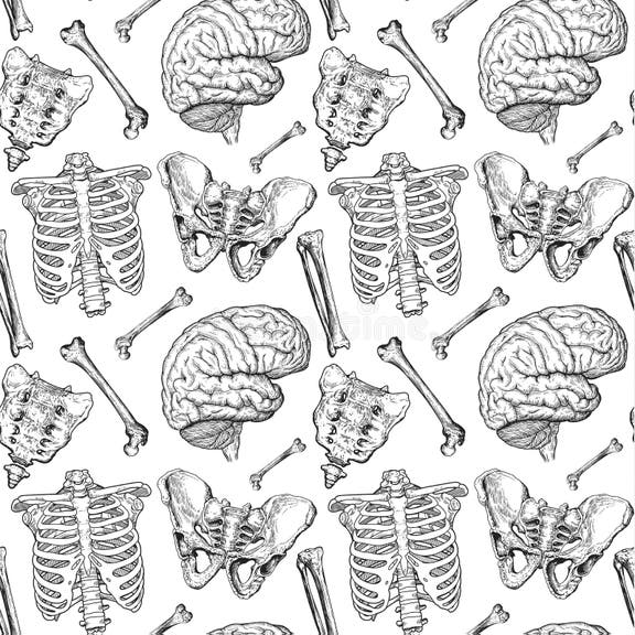 Human bones pattern stock vector. Illustration of pelvis - 103259559