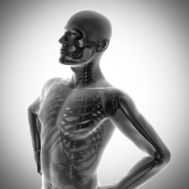 Human Bones Radiography Scan Image Stock Illustration - Illustration of ...