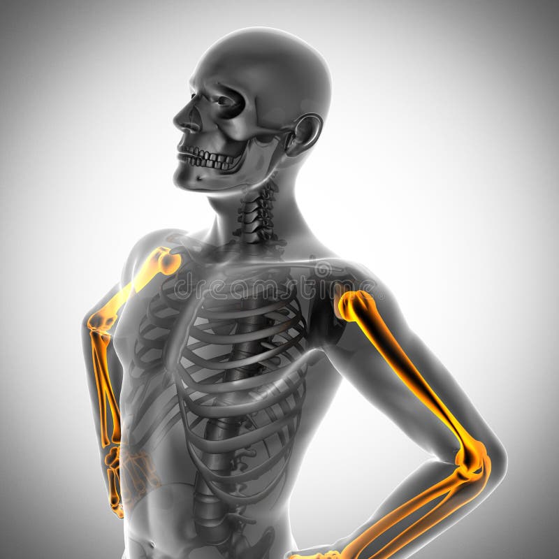 Human Bones Radiography Scan Image Stock Illustration - Illustration of ...
