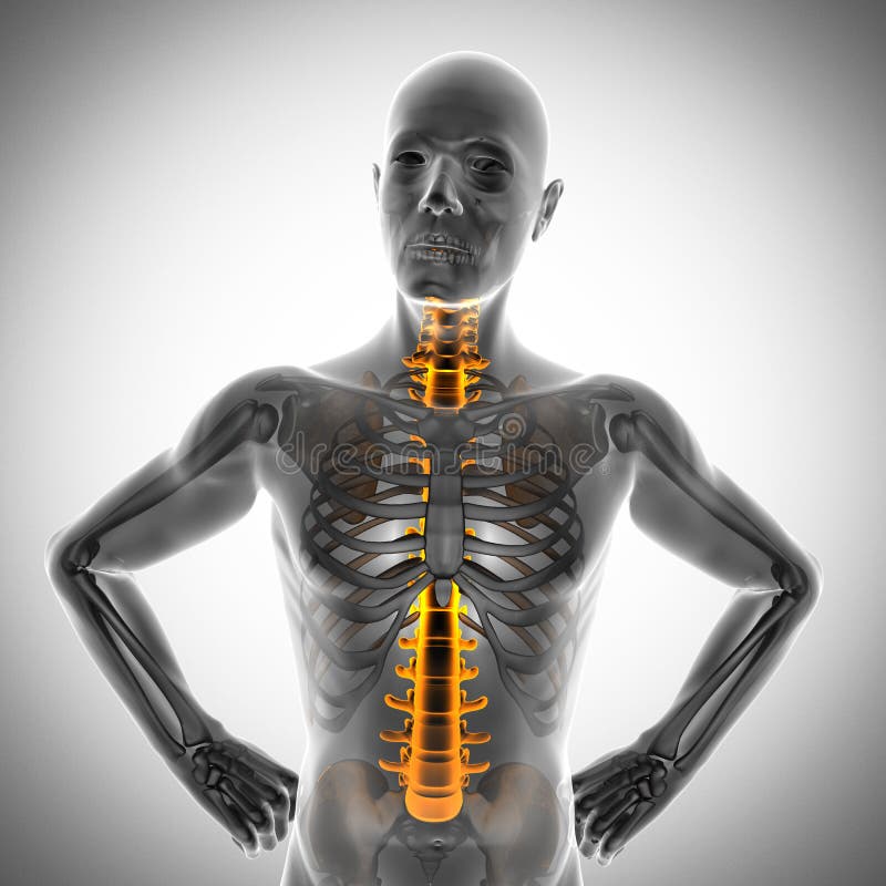 Human Bones Radiography Scan Image Stock Illustration - Illustration of ...