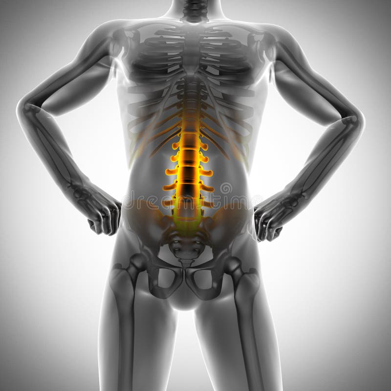 Human Bones Radiography Scan Image Stock Illustration - Illustration of ...