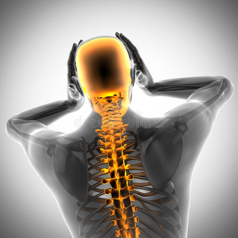 Human Bones Radiography Scan Image Stock Illustration - Illustration of ...