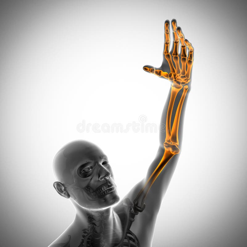 Human Bones Radiography Scan Image Stock Illustration - Illustration of ...