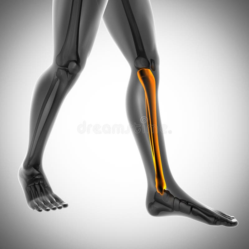 Human Bones Radiography Scan Image Stock Illustration - Illustration of ...