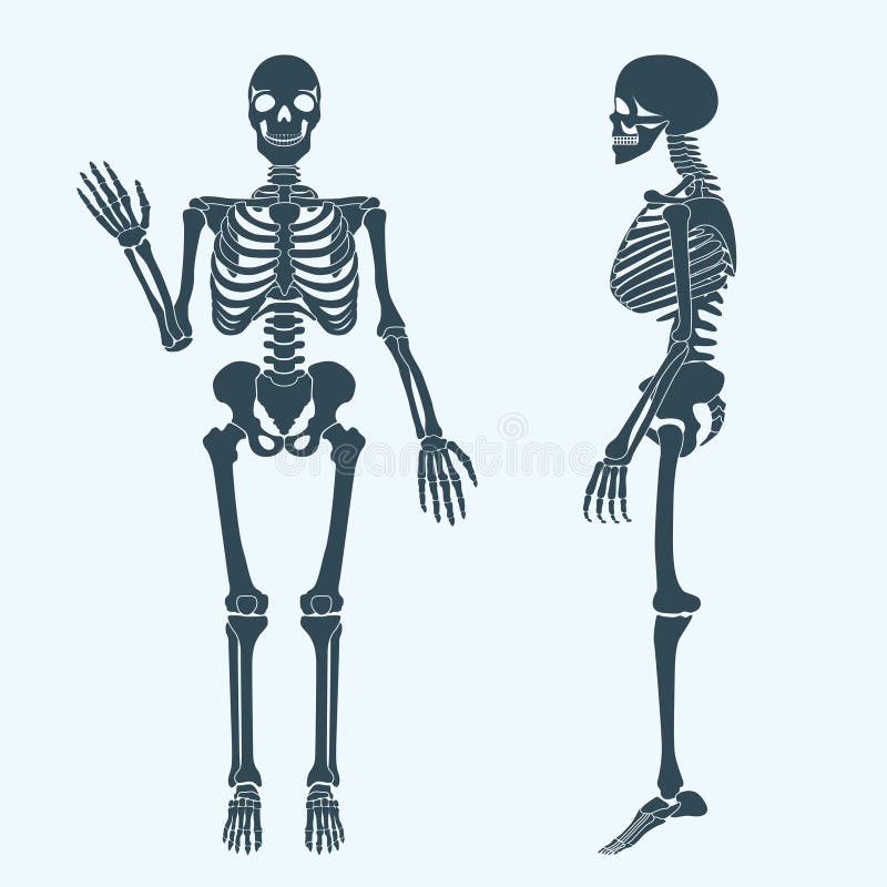 Human Bones Skeleton Silhouette Vector. Anatomy of Human Body Stock ...