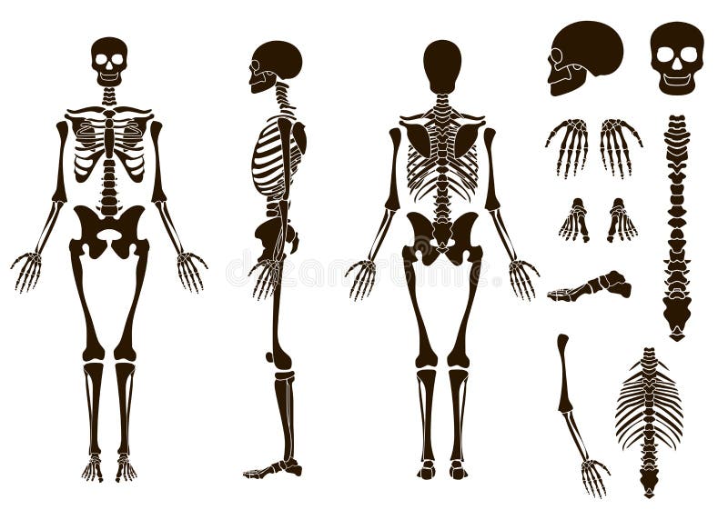 Human Bones Skeleton Structure Elements Set. Skull Collection Stock ...