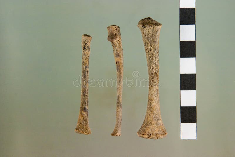 Fossil Human Bones and a Measuring Scale Stock Photo - Image of ...