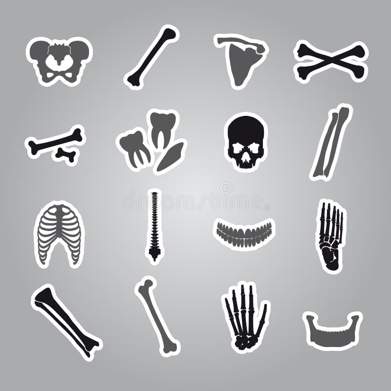 Human bones stickers set stock vector. Illustration of spine - 44093802