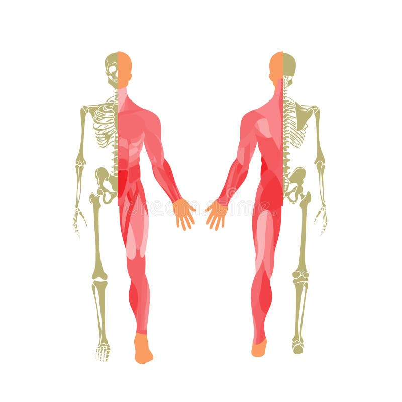 Human Bony and Muscular System. Front and Rear View. Anatomy Board ...