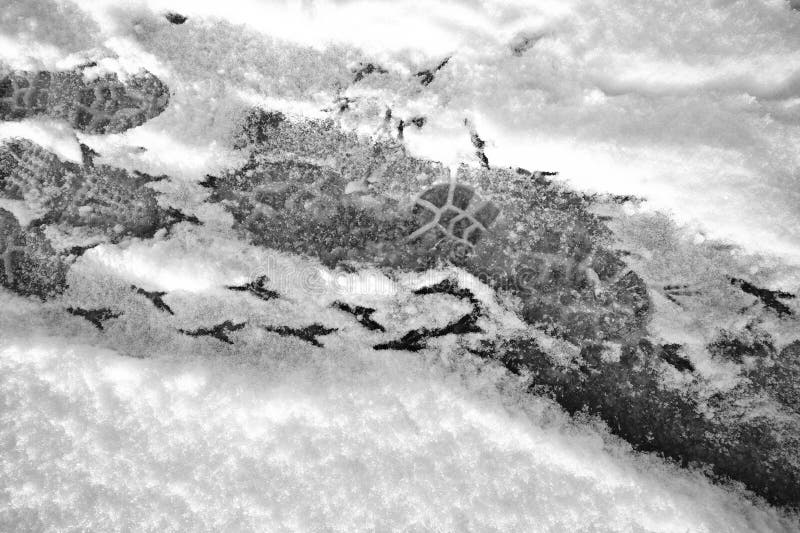 Human Boot Prints and Crow Bird Prints Stock Photo - Image of black ...