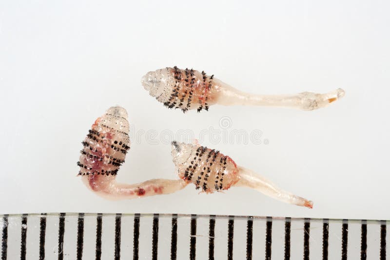 Human botfly larva stock photo. Image of scale, american - 93070630