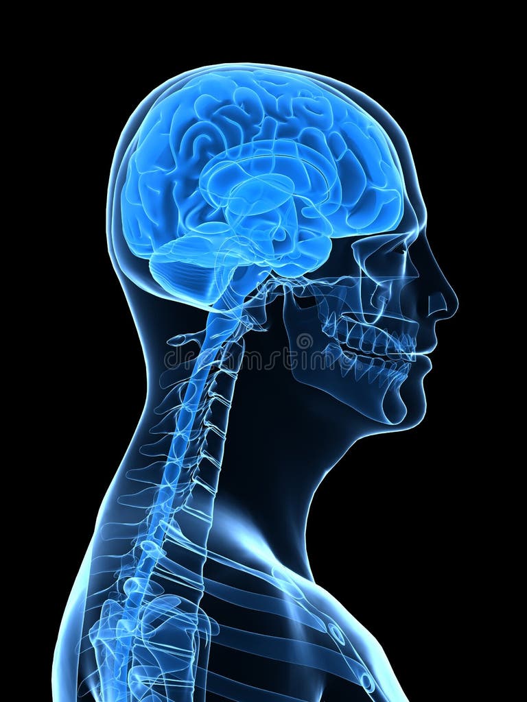 Transparent Human Brain Stock Illustrations – 8,791 Transparent Human ...