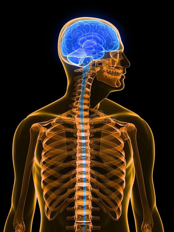 Human brain parts stock illustration. Illustration of biology - 11898161