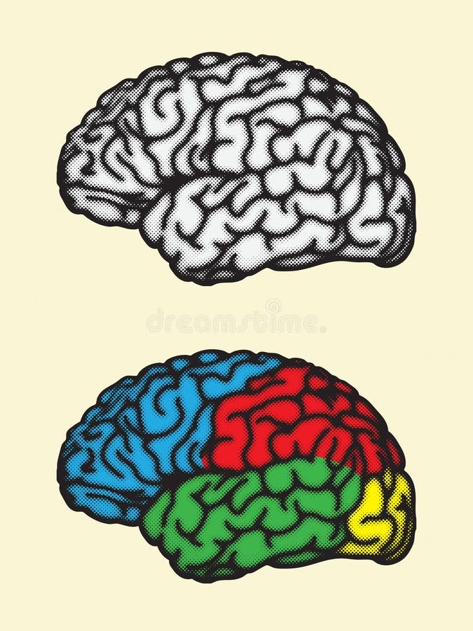Human brain from all sides stock vector. Illustration of neural - 44274527