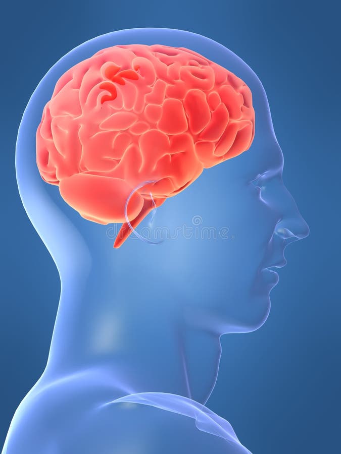 Human brain stock illustration. Illustration of isolated - 1454211