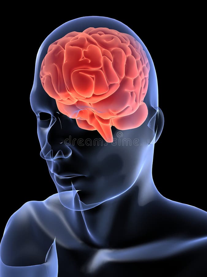 Human brain stock illustration. Illustration of brain - 1454219